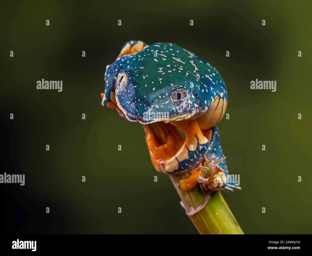 Frog on head hi-res stock photography and images - Alamy