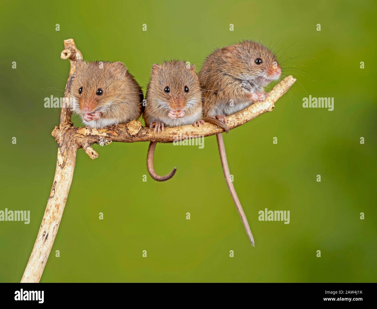Wood mice uk hi-res stock photography and images - Alamy