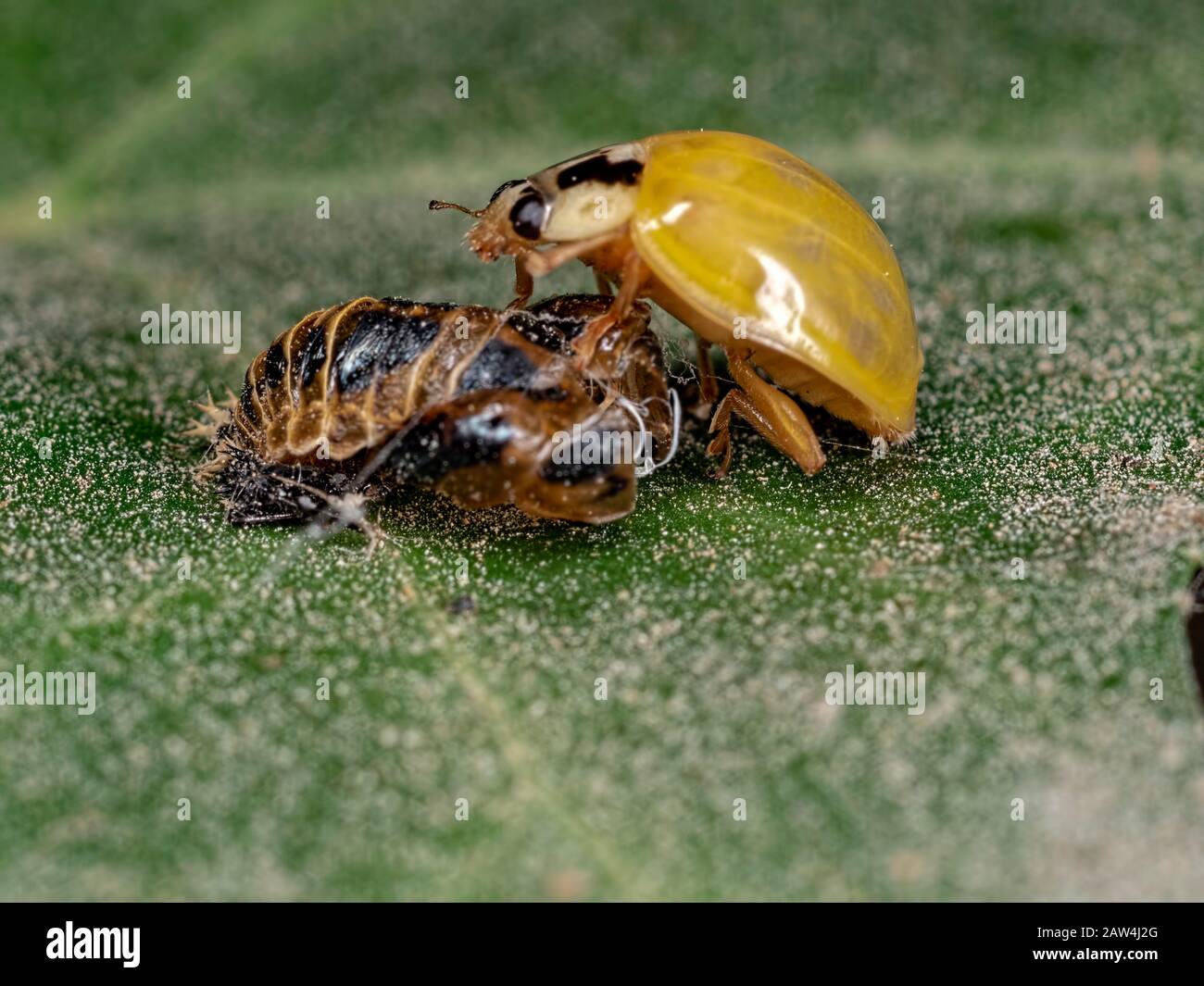 Animal transformation hi-res stock photography and images - Alamy
