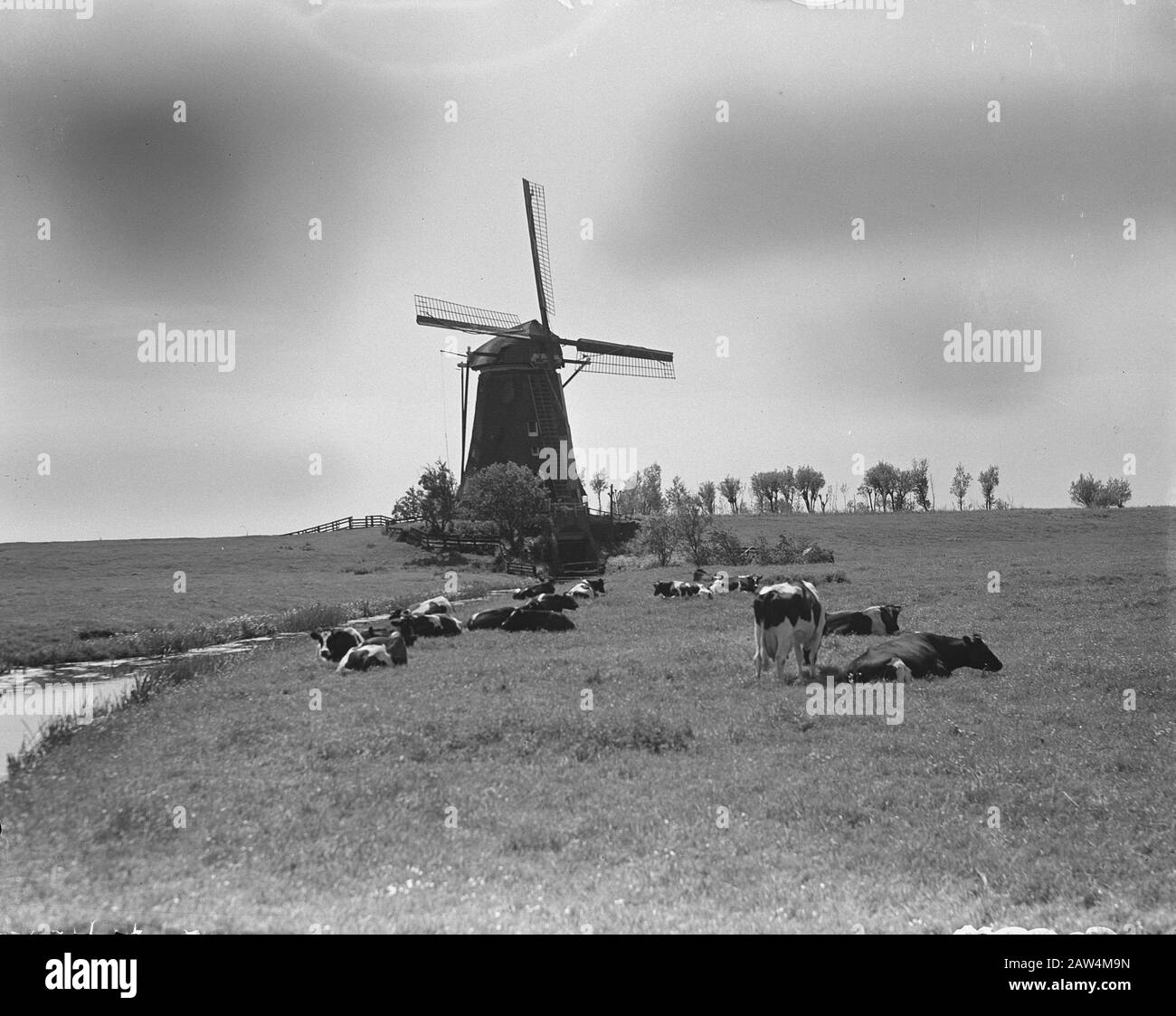 Landscape dutch cows in Black and White Stock Photos & Images - Alamy