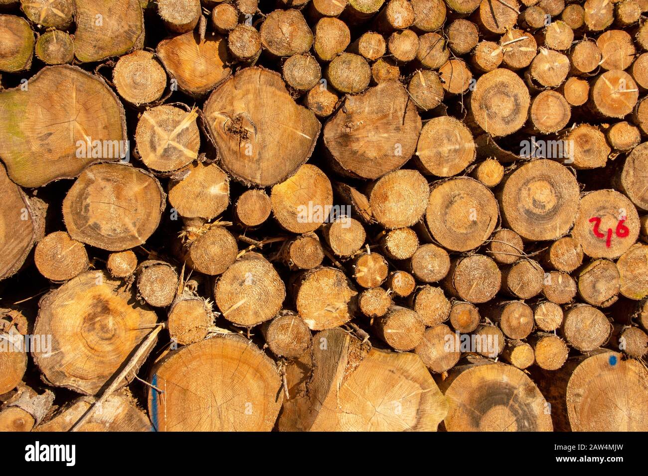 a pile of felled beech and oak trees with view of the annual rings ...