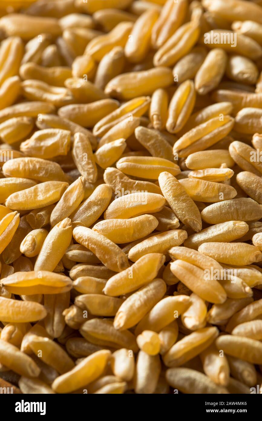 Khorasan wheat hi-res stock photography and images - Alamy
