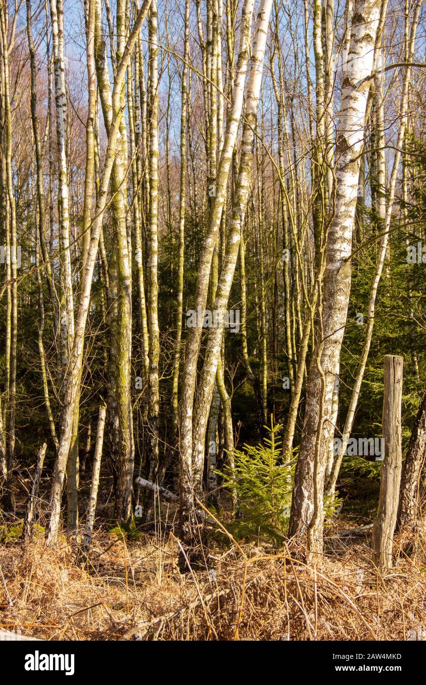 Large birches hi-res stock photography and images - Alamy