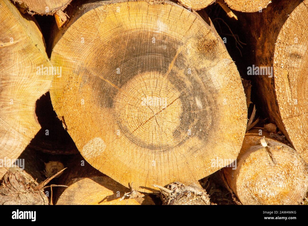 View of felled beech trees with view of annual rings Stock Photo - Alamy
