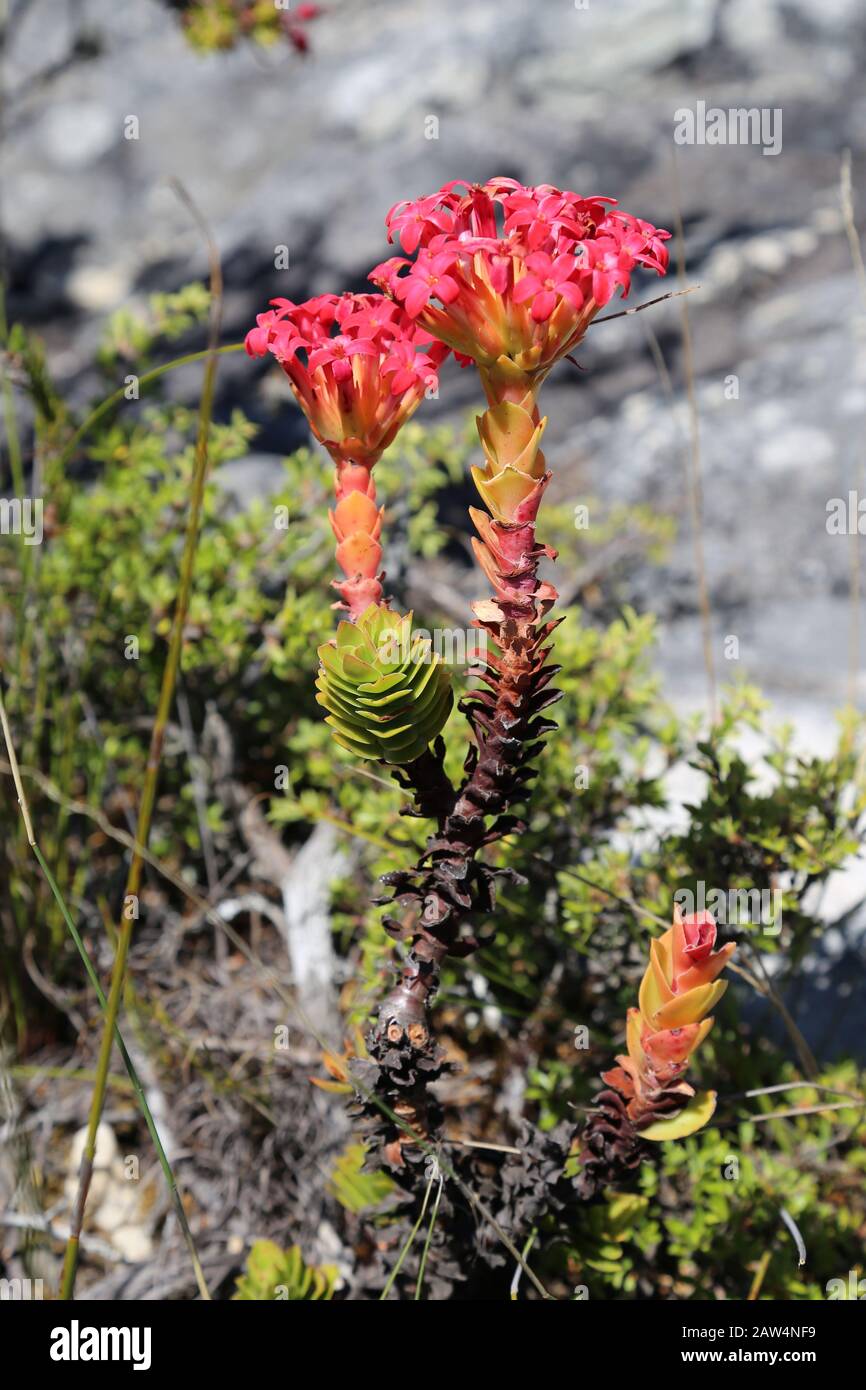Red Crassula (Crassula coccinea), Table Mountain National Park, Cape ...