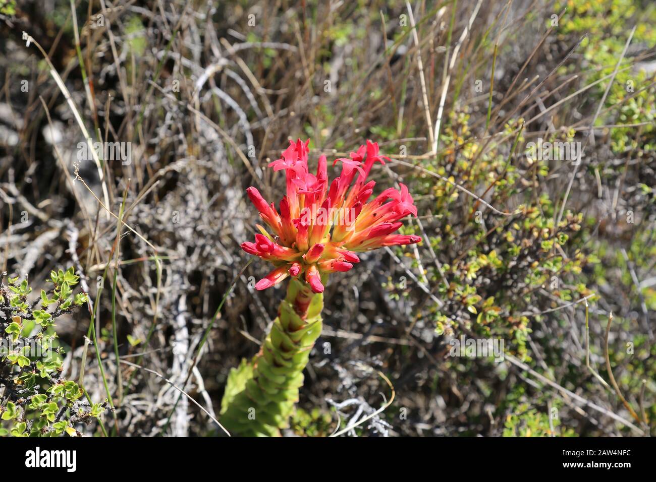 Red Crassula (Crassula coccinea), Table Mountain National Park, Cape ...