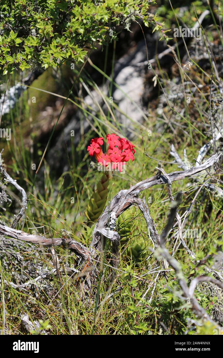Red Crassula (Crassula coccinea), Table Mountain National Park, Cape ...