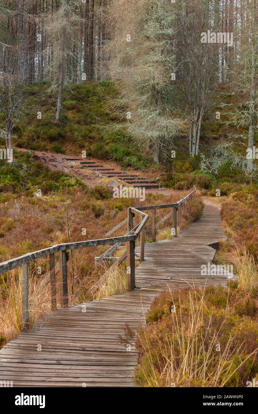 Footpath through Plantation Forest Stock Photo - Alamy