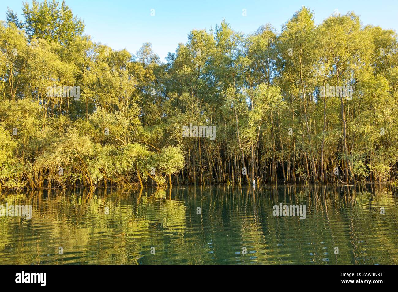 trees growing in the water Stock Photo - Alamy