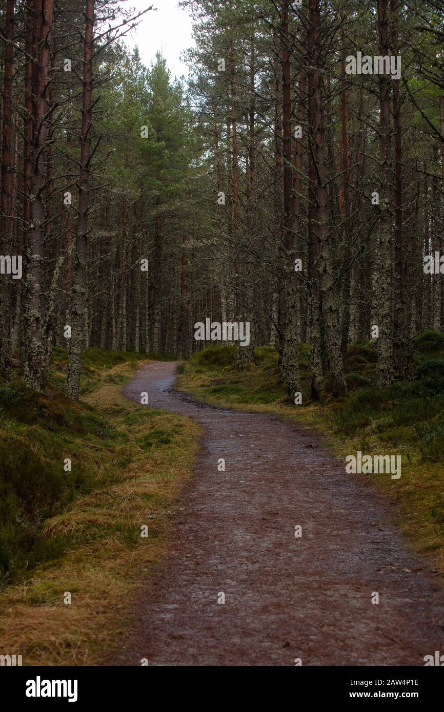 Footpath through Plantation Forest Stock Photo - Alamy