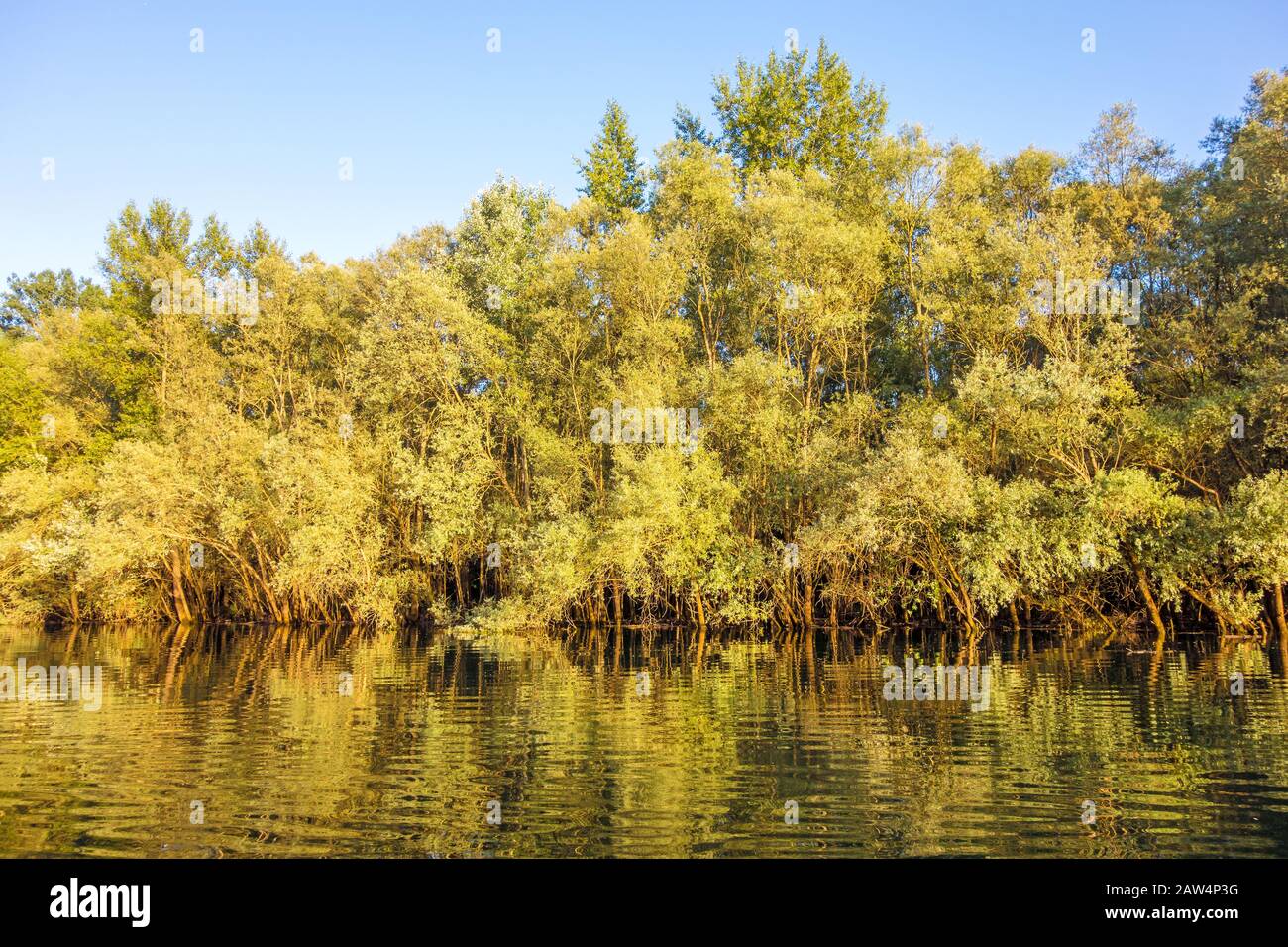 trees growing in the water Stock Photo - Alamy