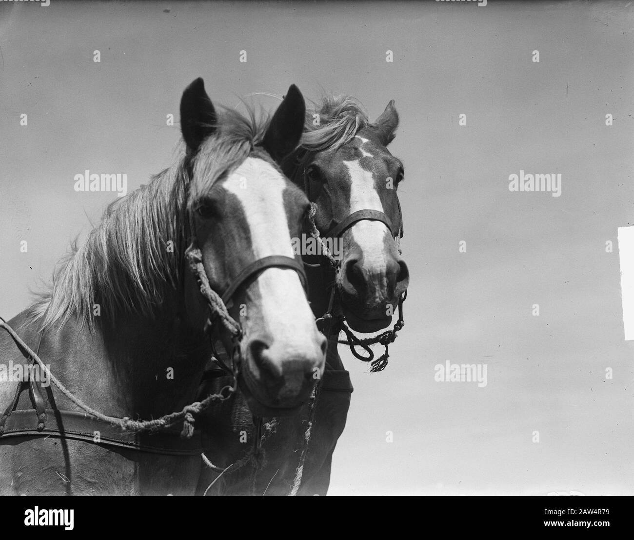 Horseheads In Black And White