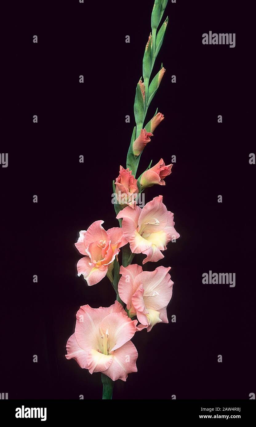 Gladioli flower hi-res stock photography and images - Alamy