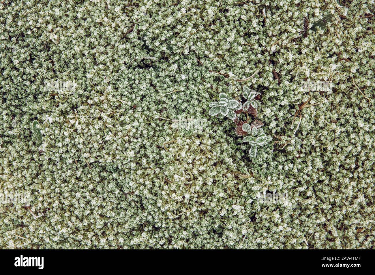 Flat lay minimalist frosty moss background in winter in yard. Green and ...