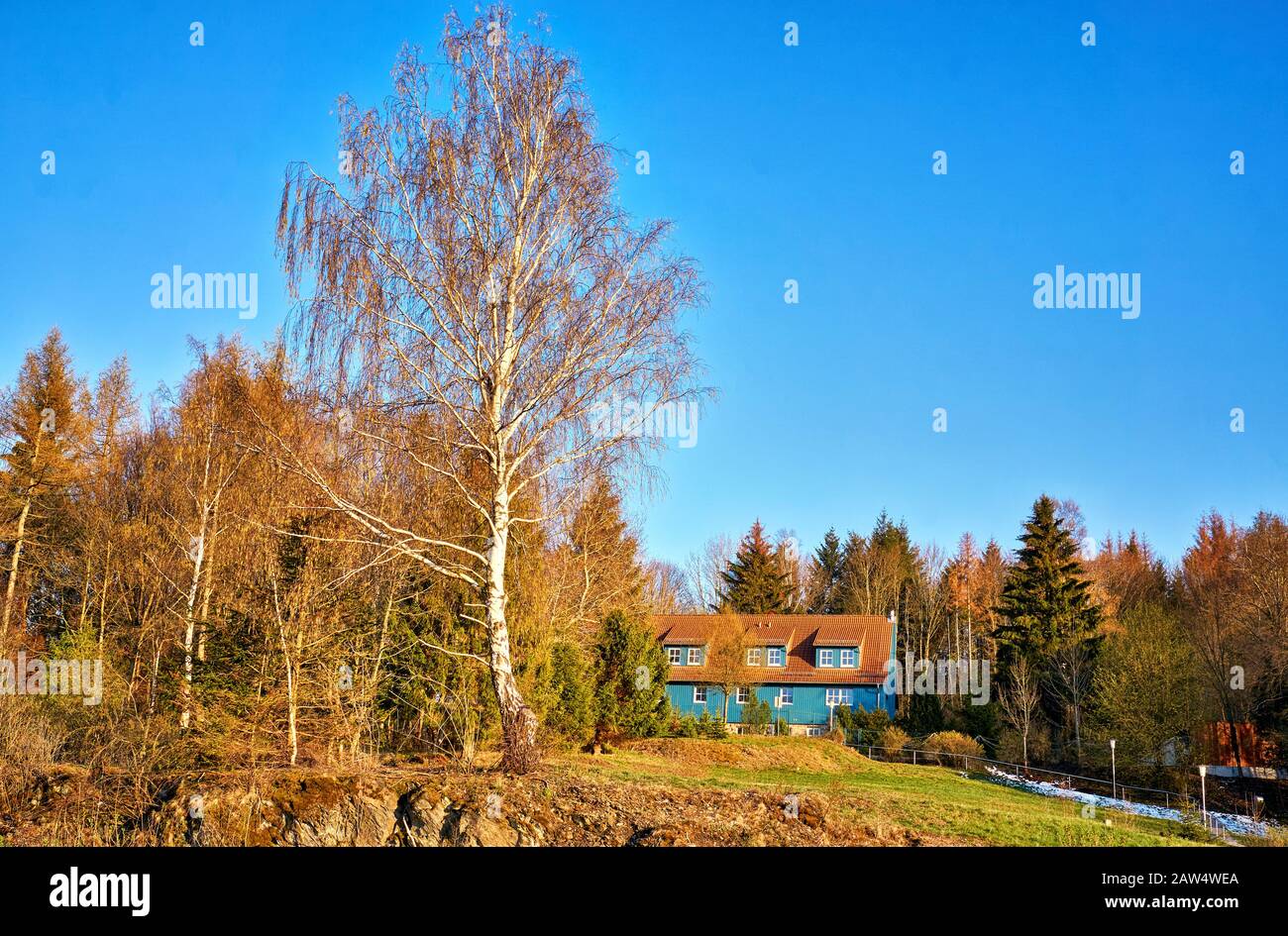 Large birch tree in the forest with house in the background Stock Photo ...