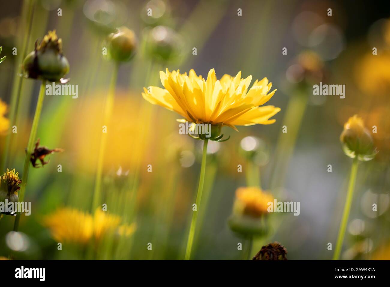 A portrait of an early sunrise flower, or also known as the coreopsis ...