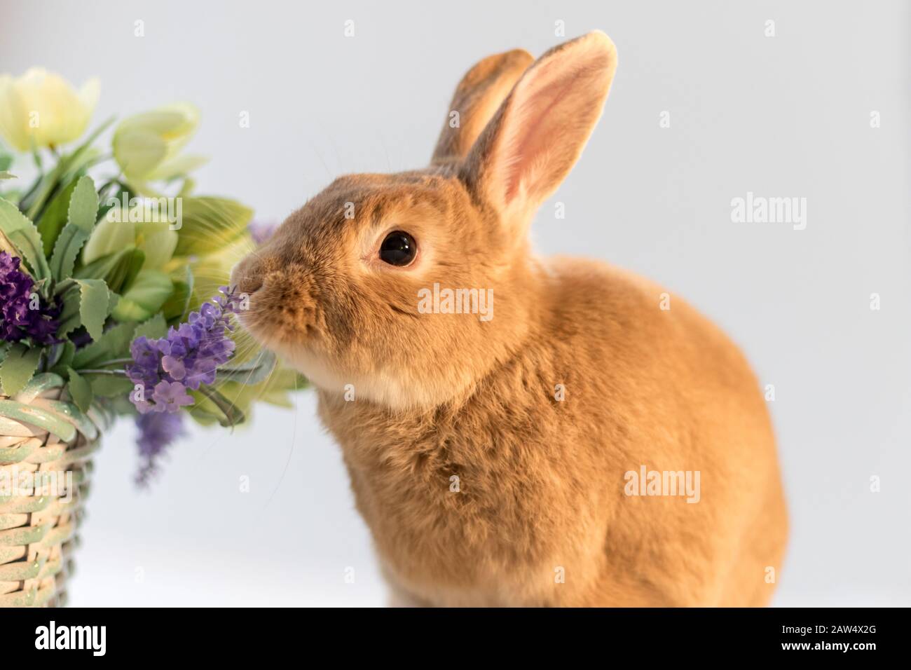 Adorable rufus bunny rabbit hi-res stock photography and images - Alamy