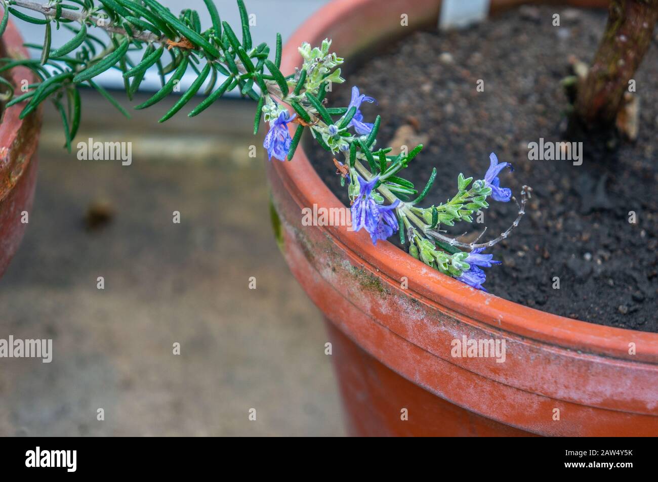 Clay in macro hi-res stock photography and images - Alamy