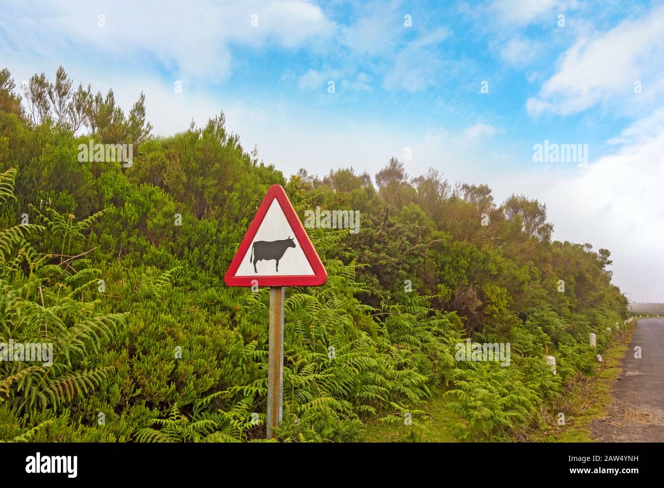 Cow warning road sign Stock Photo - Alamy