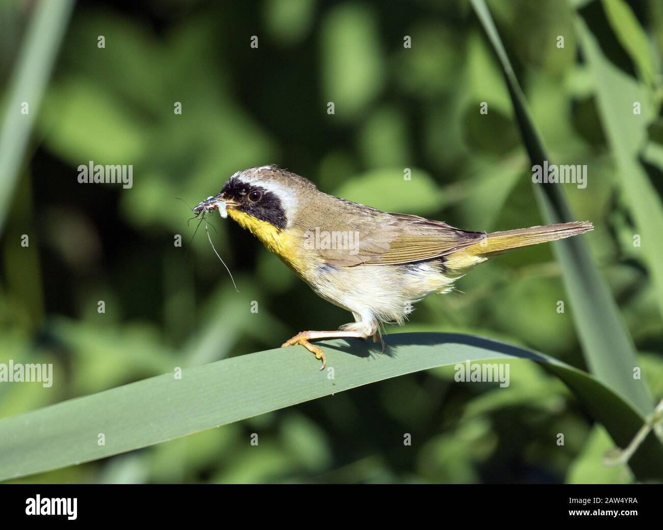 Undertail hi-res stock photography and images - Alamy