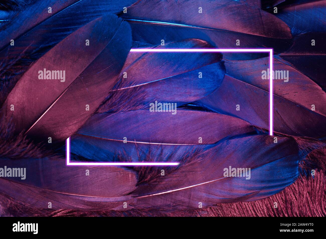 Neon glowing feathers of a bird background with glowing frame. Flat lay ...
