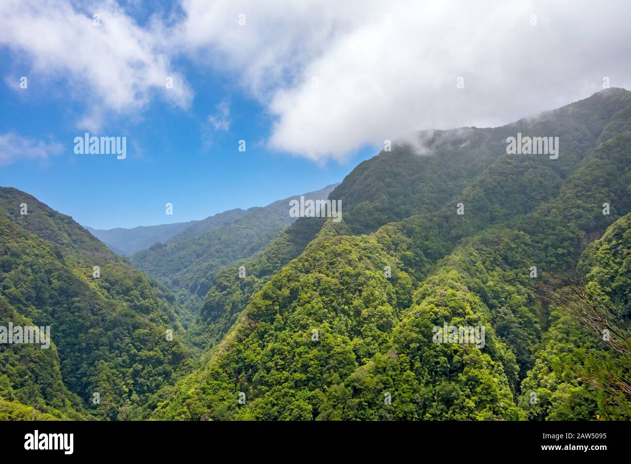 Trees in natural tropical environment - jungle valley Stock Photo - Alamy
