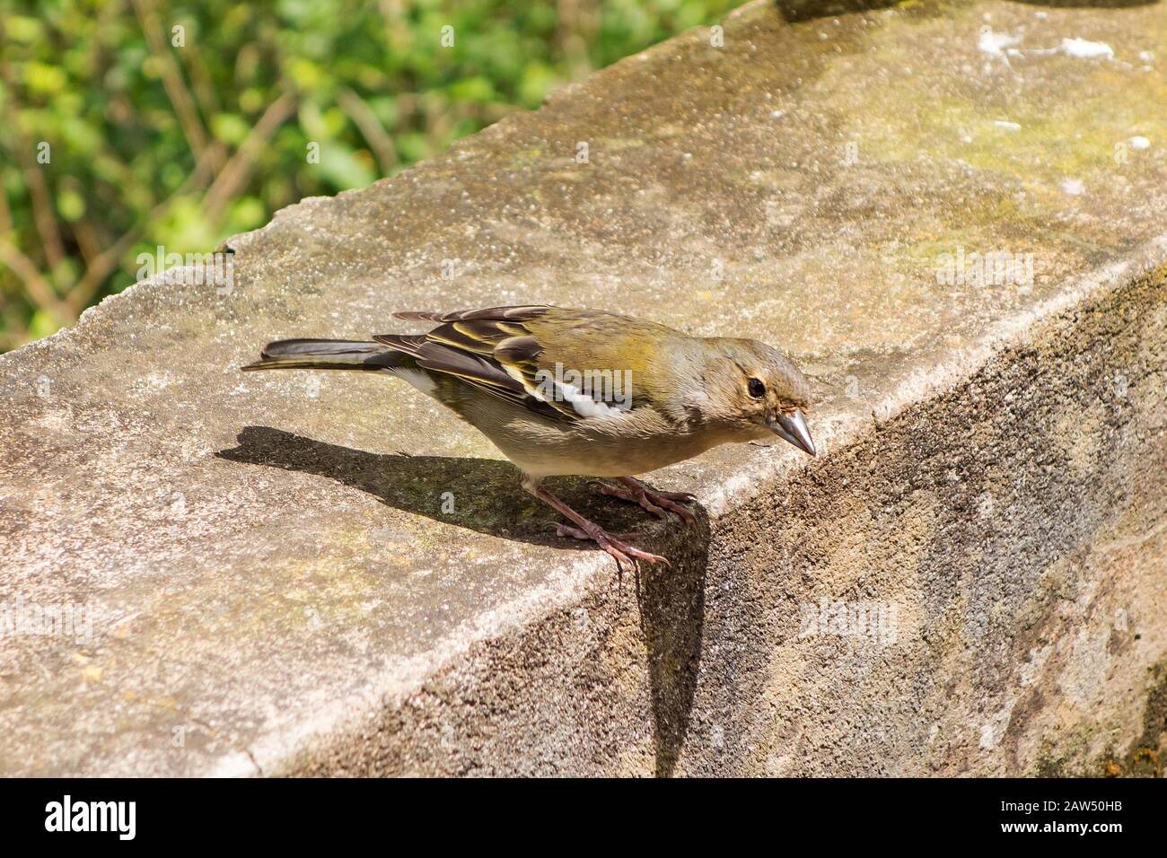 Madeiran chaffinch hi-res stock photography and images - Alamy