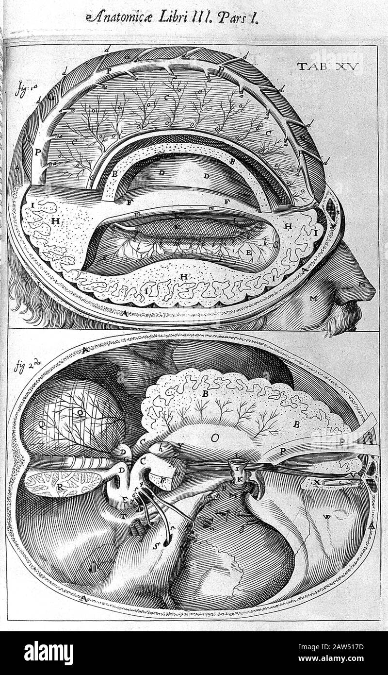 Structures of brain Black and White Stock Photos & Images - Alamy