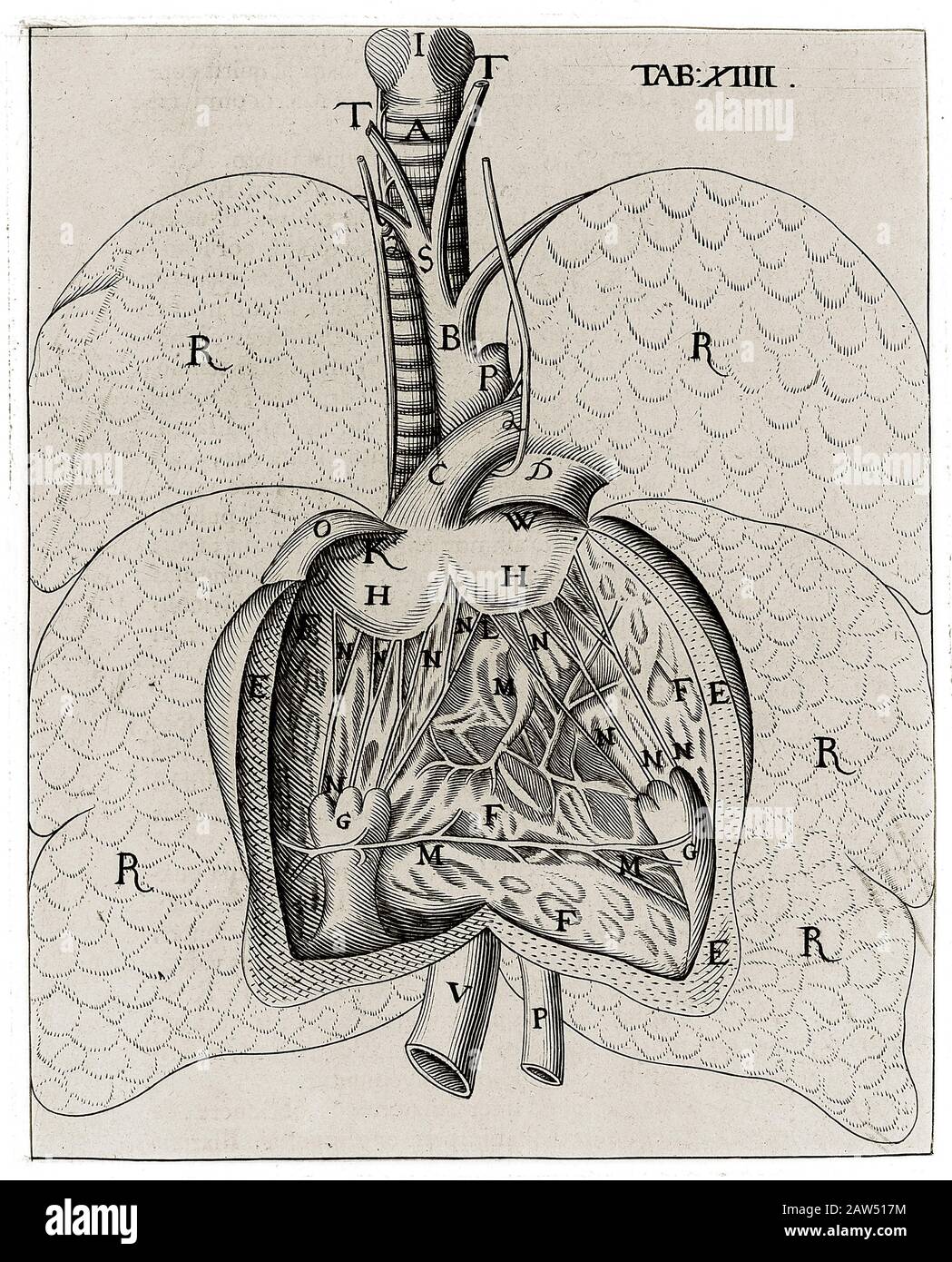 1651 , GREAT BRITAIN :The heart of humans , illustration from the book ...