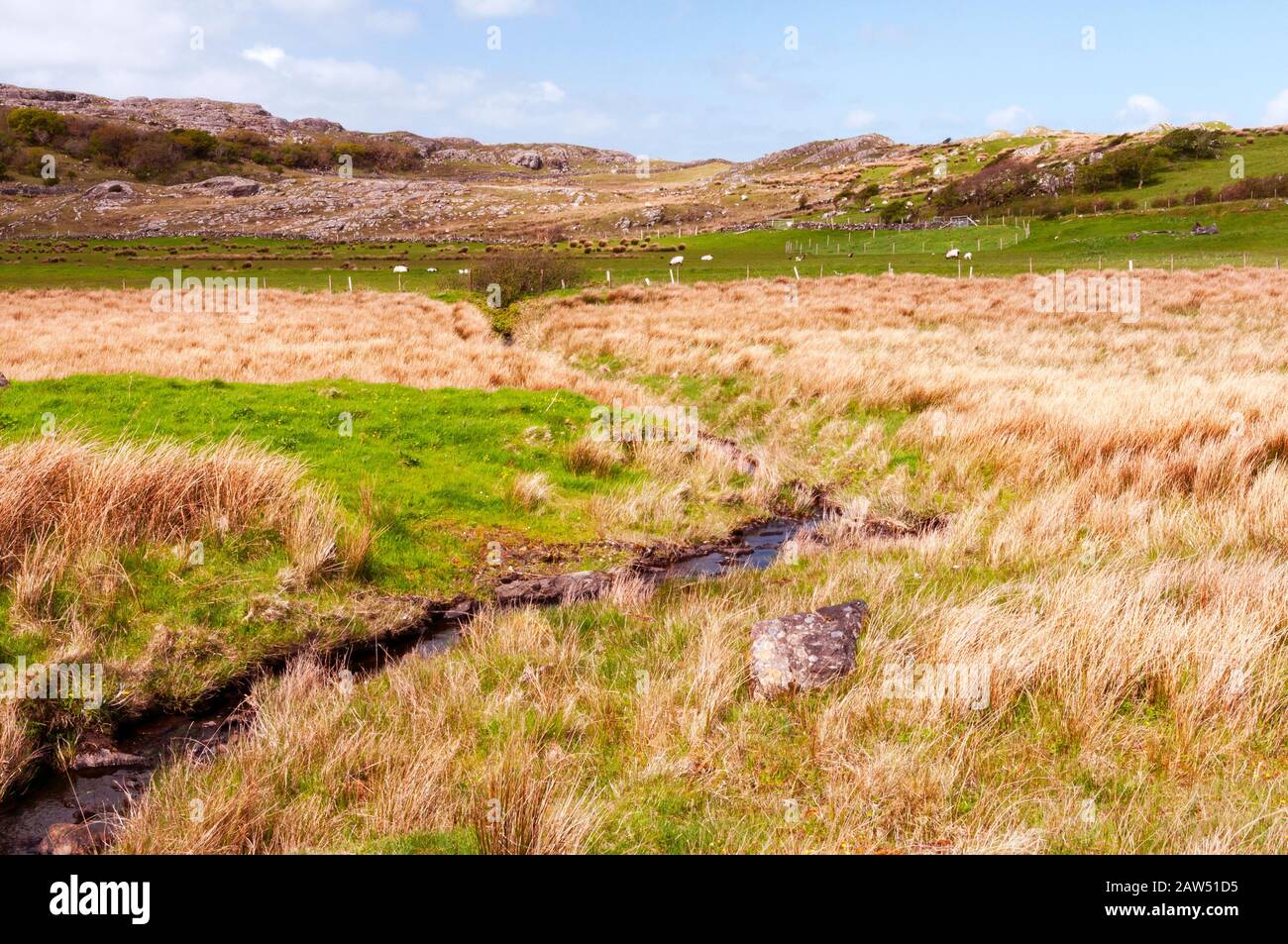 Mayo field hi-res stock photography and images - Alamy