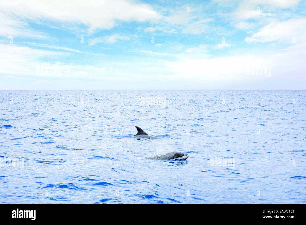 Fin and back of a swimming dolphin in the ocean Stock Photo - Alamy