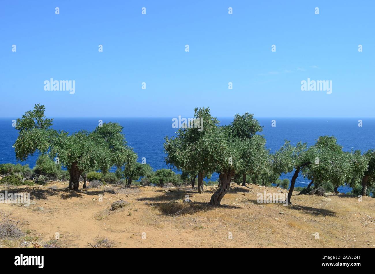 Mediterranean trees hi-res stock photography and images - Alamy