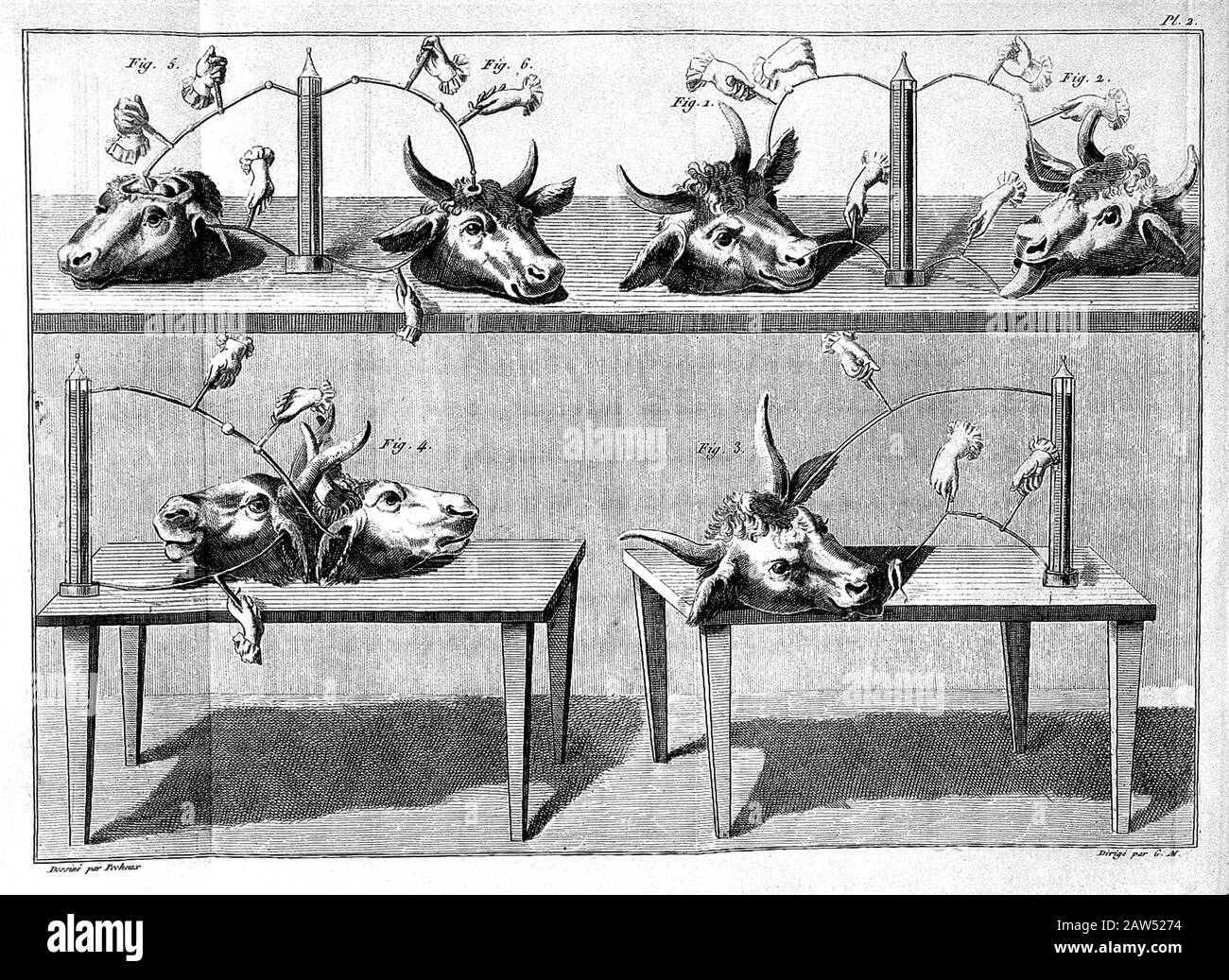 Animal experiment hi-res stock photography and images - Alamy