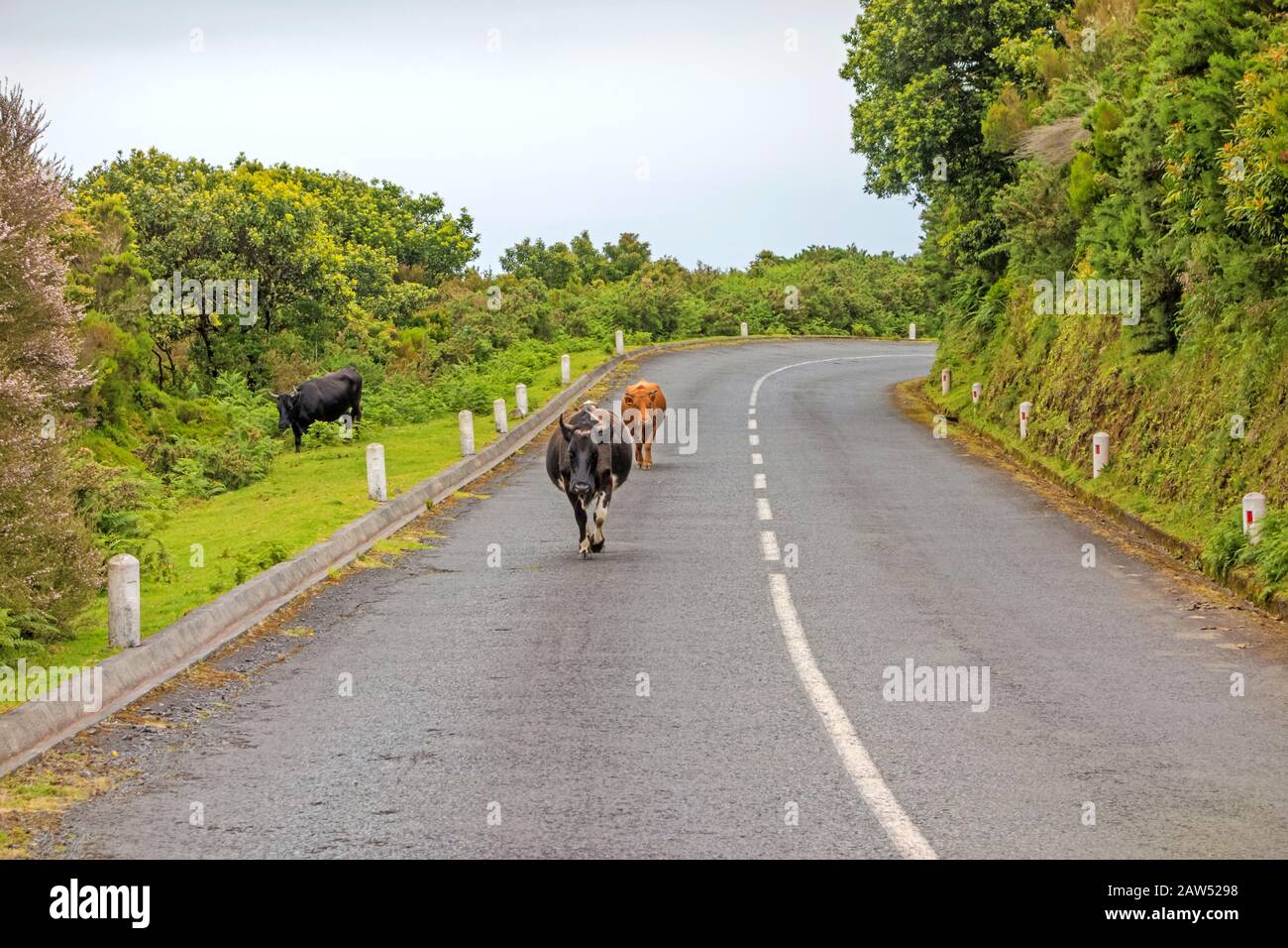 Cows walking on the road - green nature around, on the island of ...