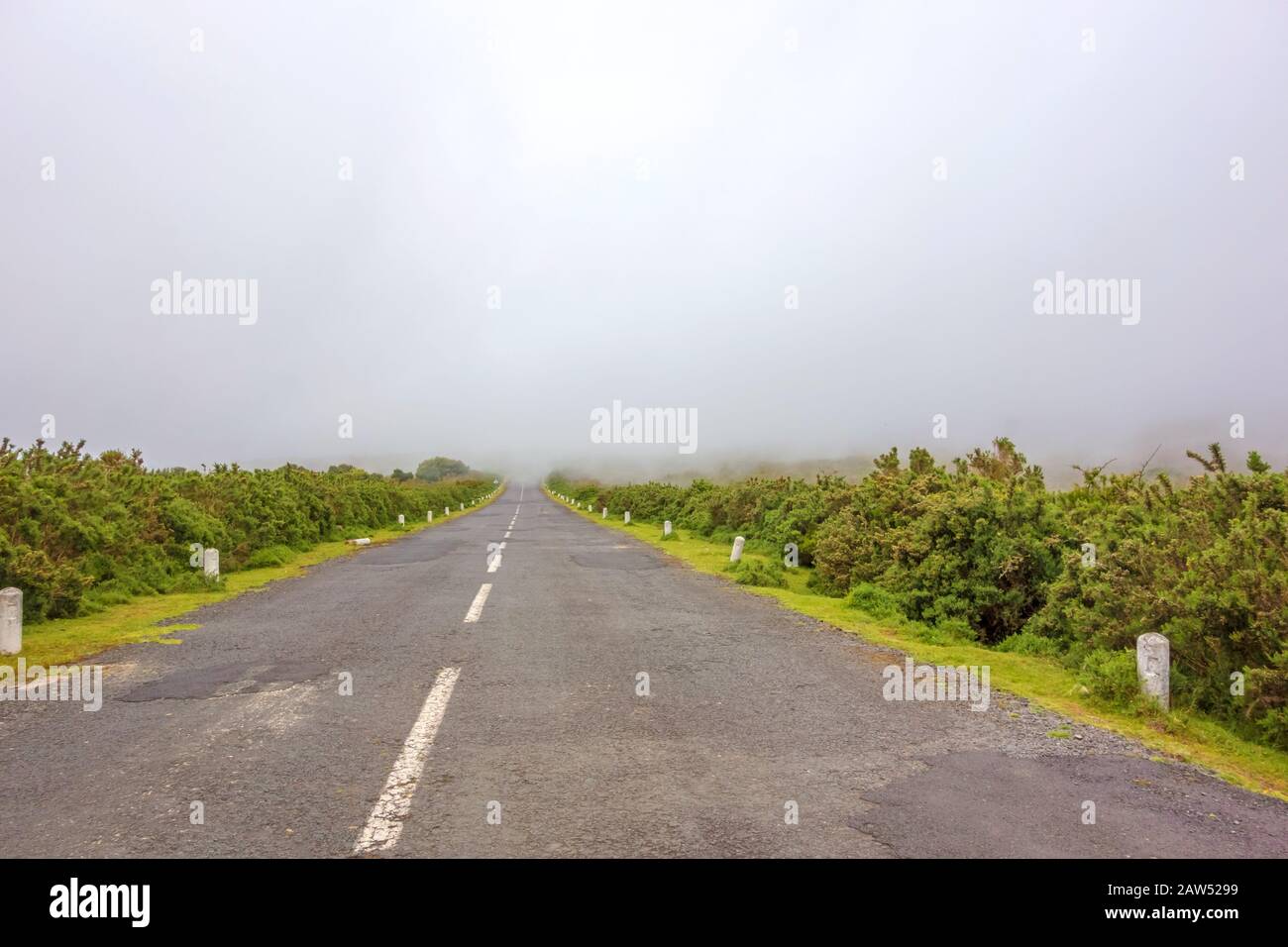 Road with fog ahead - green nature around Stock Photo - Alamy