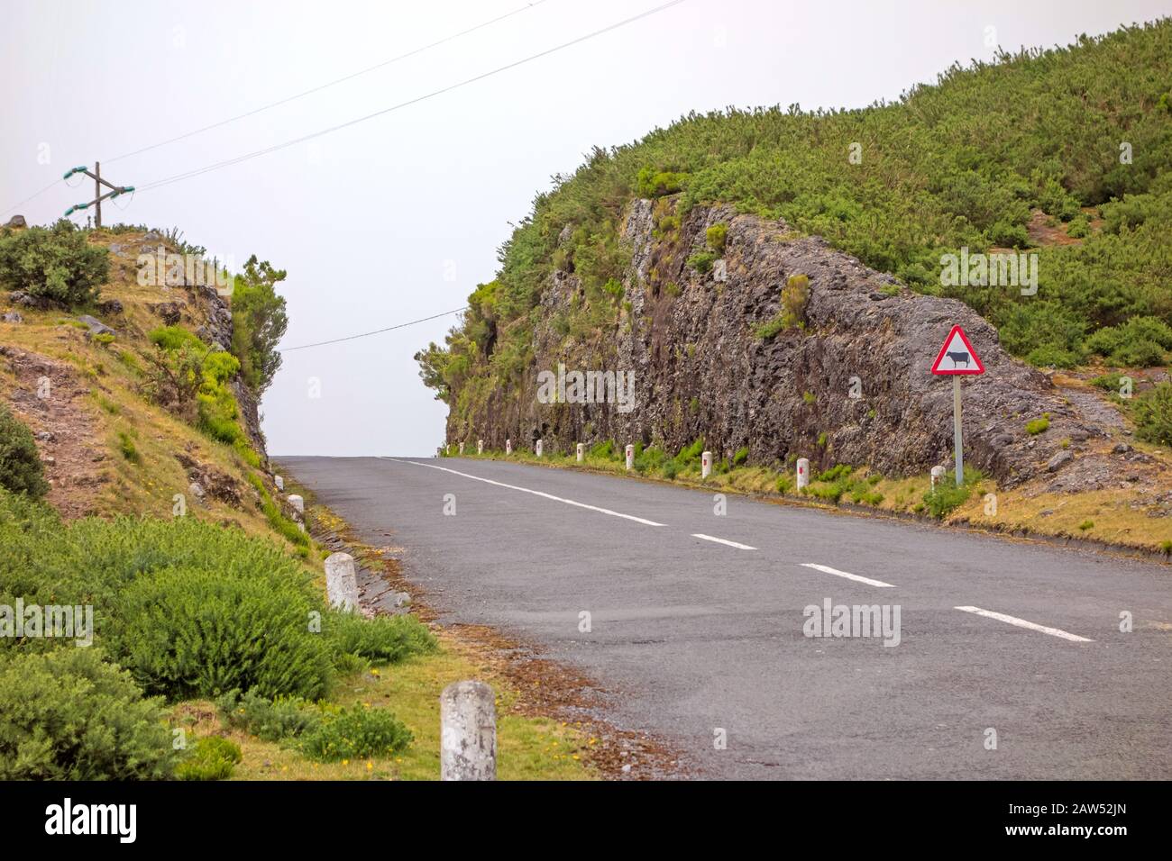 Cow warning road sign - empty street, hill top Stock Photo - Alamy