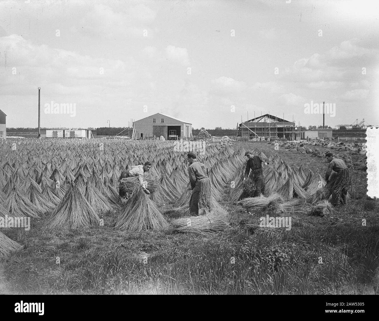 Drying flax hi-res stock photography and images - Alamy