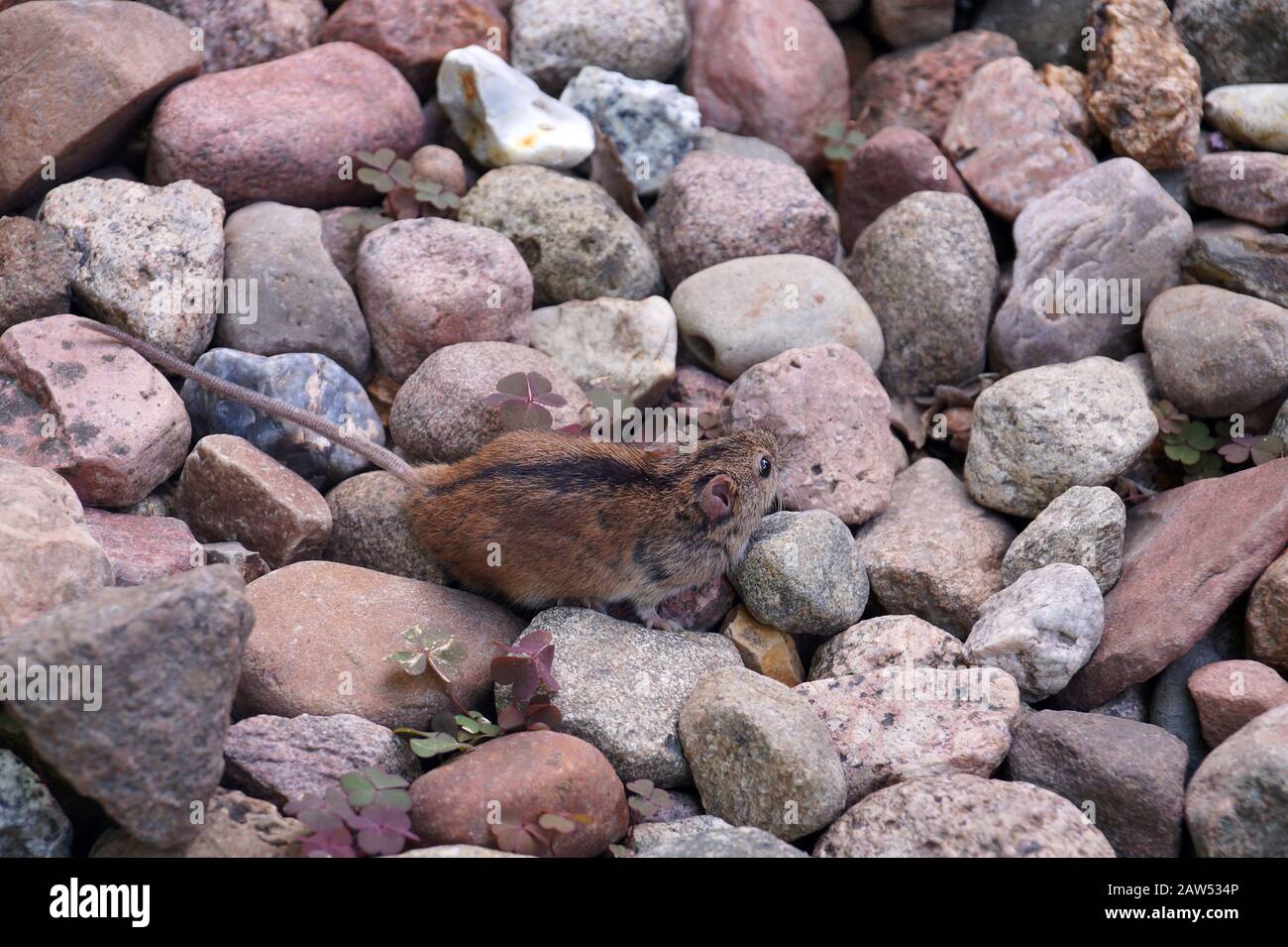 Camouflage. A small mouse (Apodemus agrarius) among stones, difficult ...
