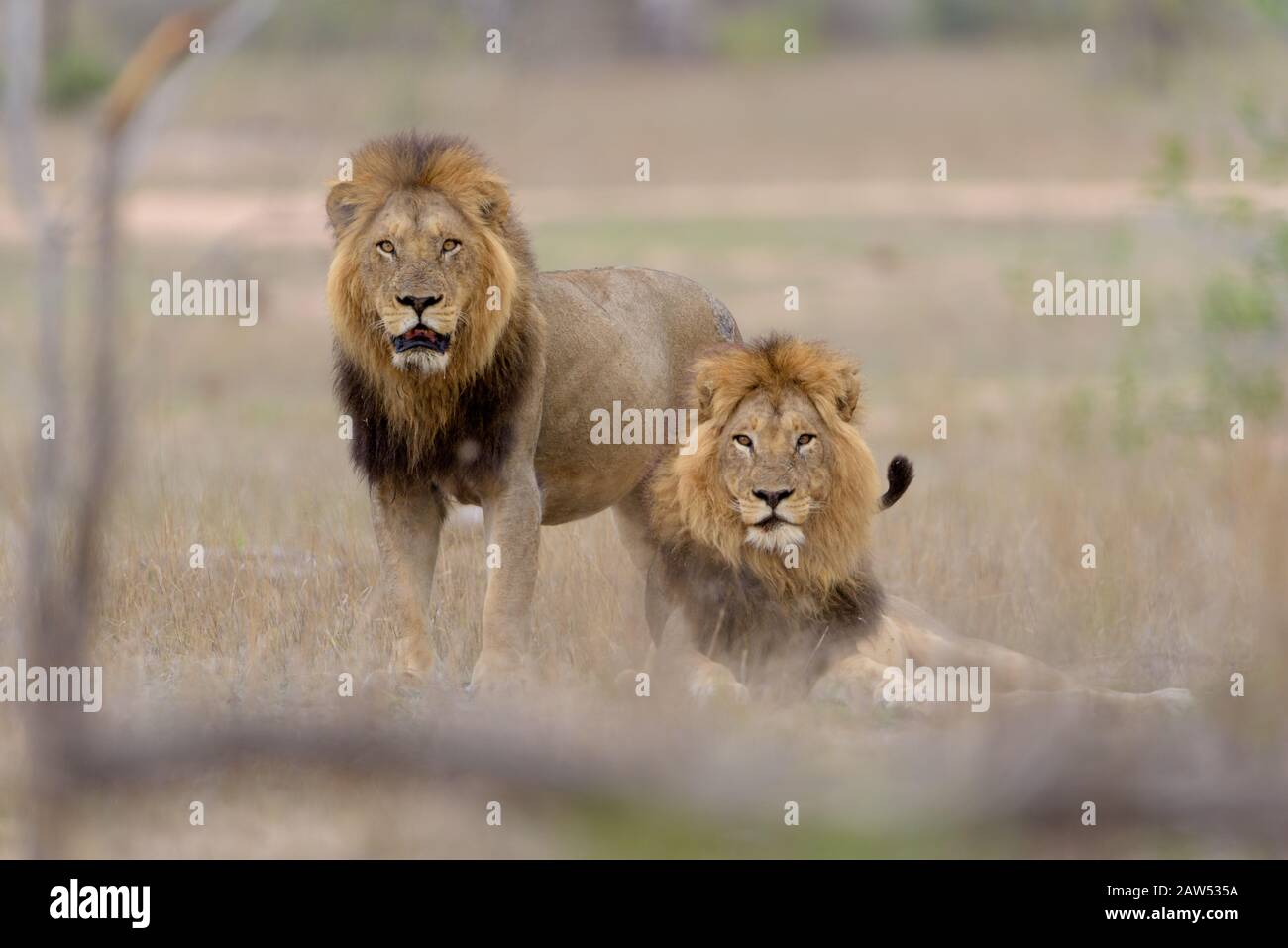 Lion pride hi-res stock photography and images - Alamy