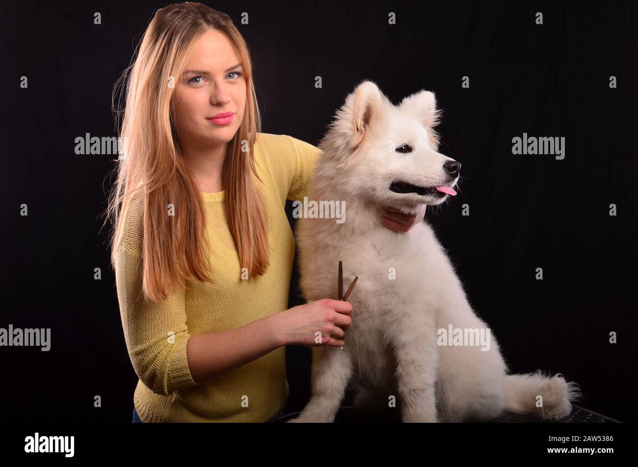 Female samoyed hi-res stock photography and images - Alamy