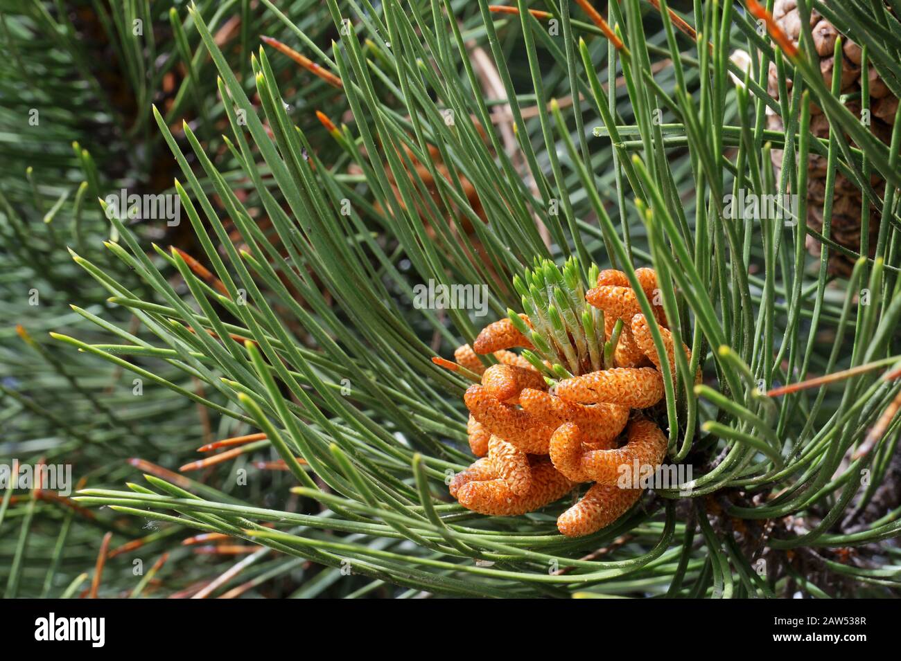 Pinus nigra cone hi-res stock photography and images - Alamy