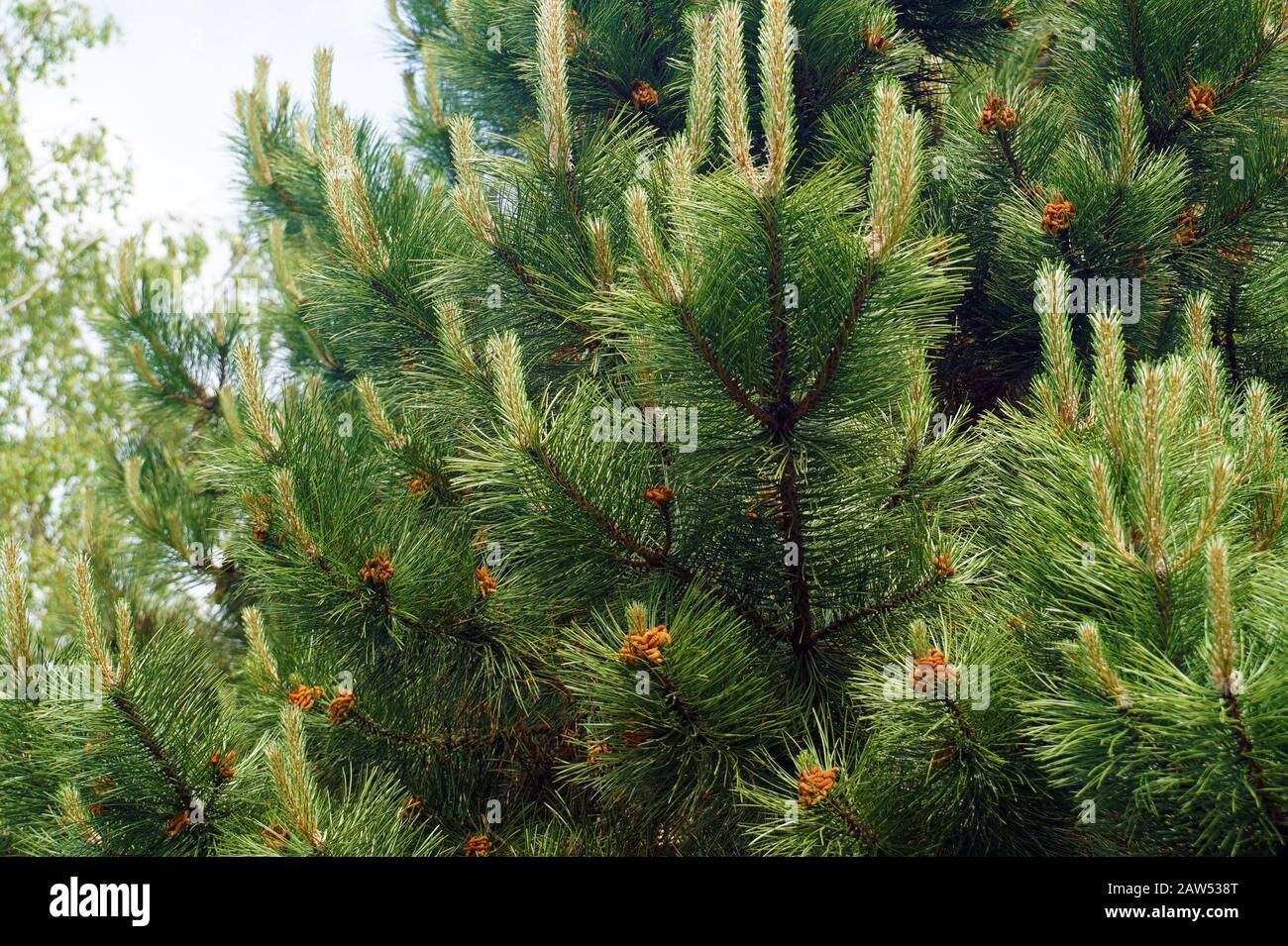Species of pine hi-res stock photography and images - Alamy