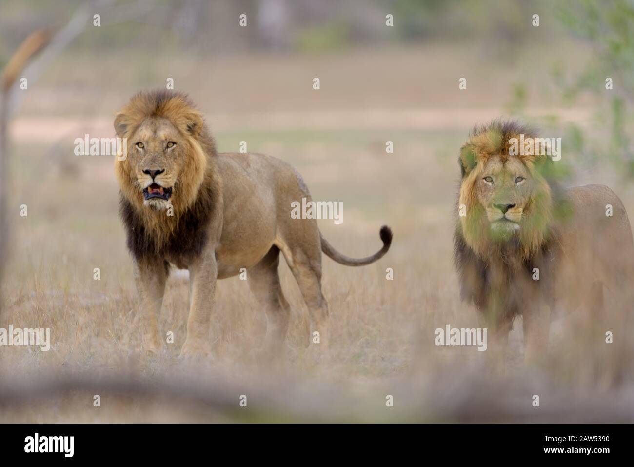 Lion brotherhood hi-res stock photography and images - Alamy