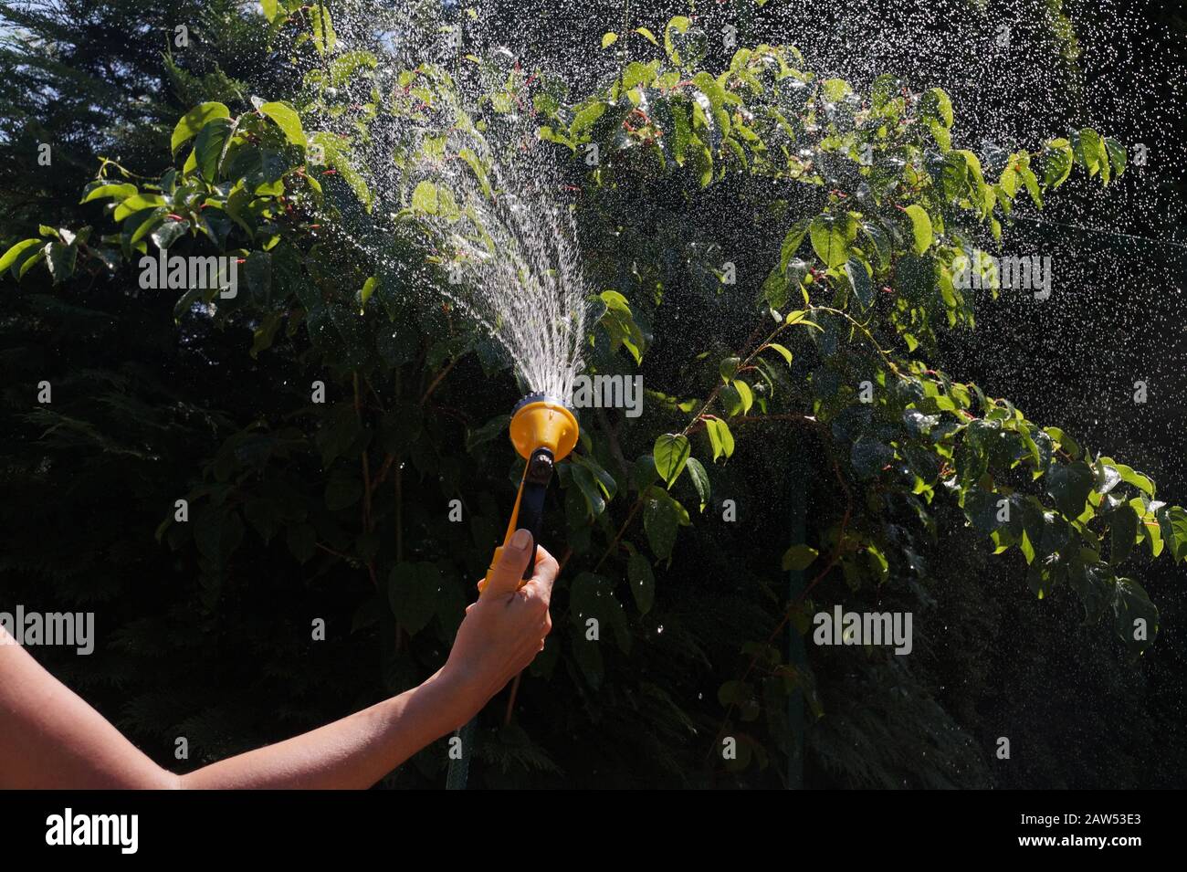 Watering garden crops with a watering gun. A sunlit stream of water ...