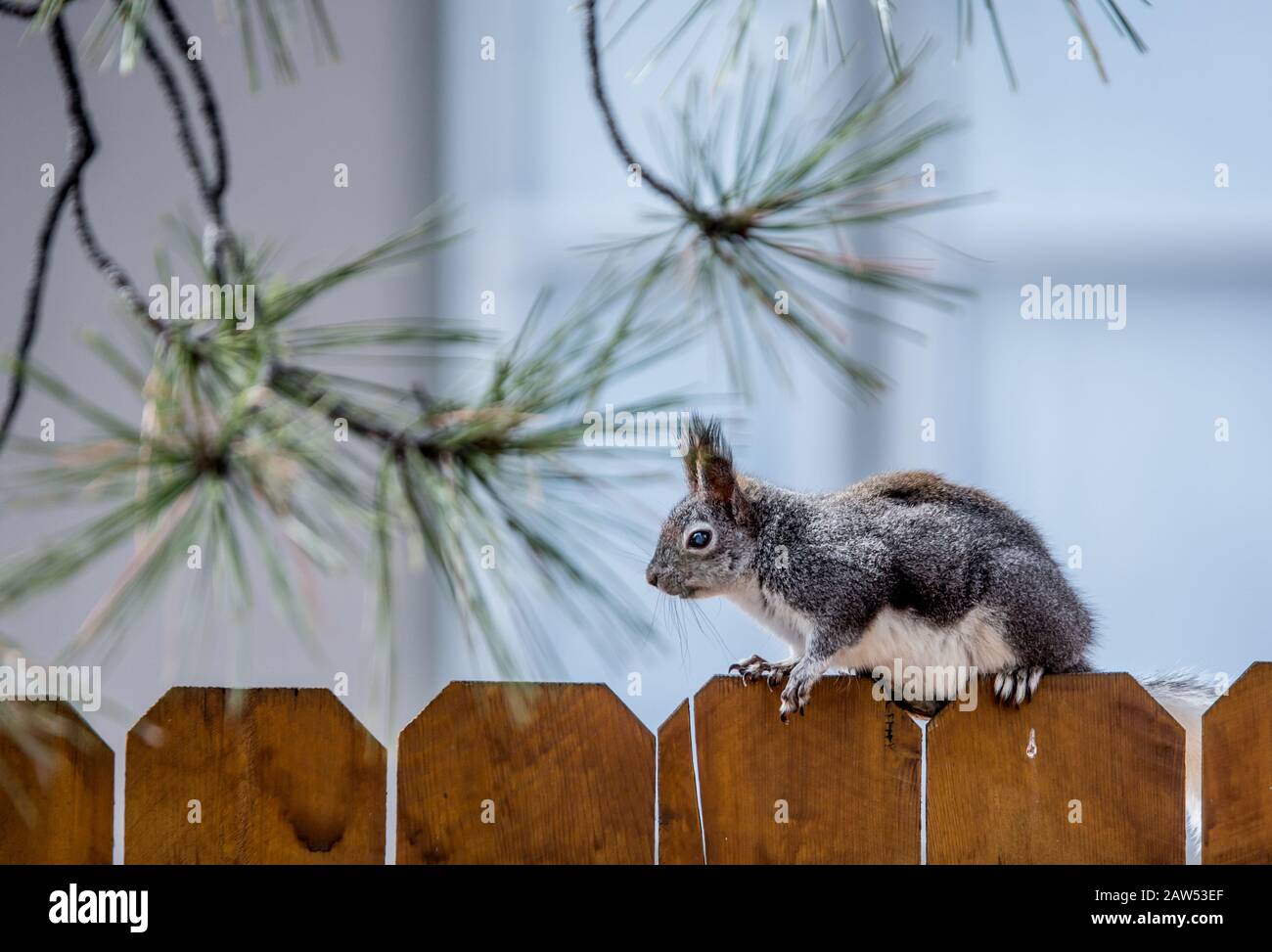 Squirrel On Fence Stock Photo - Alamy