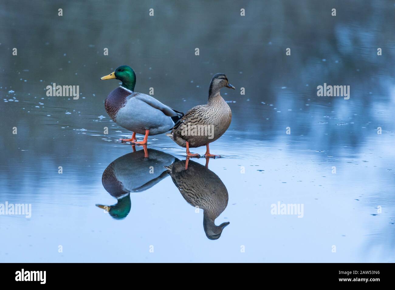 Mallards in lake winter hi-res stock photography and images - Alamy
