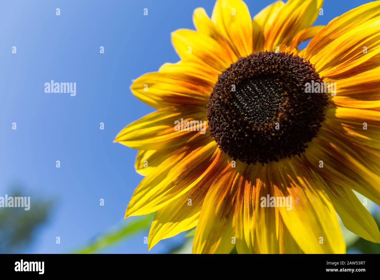 Sunflower in the garden Stock Photo - Alamy