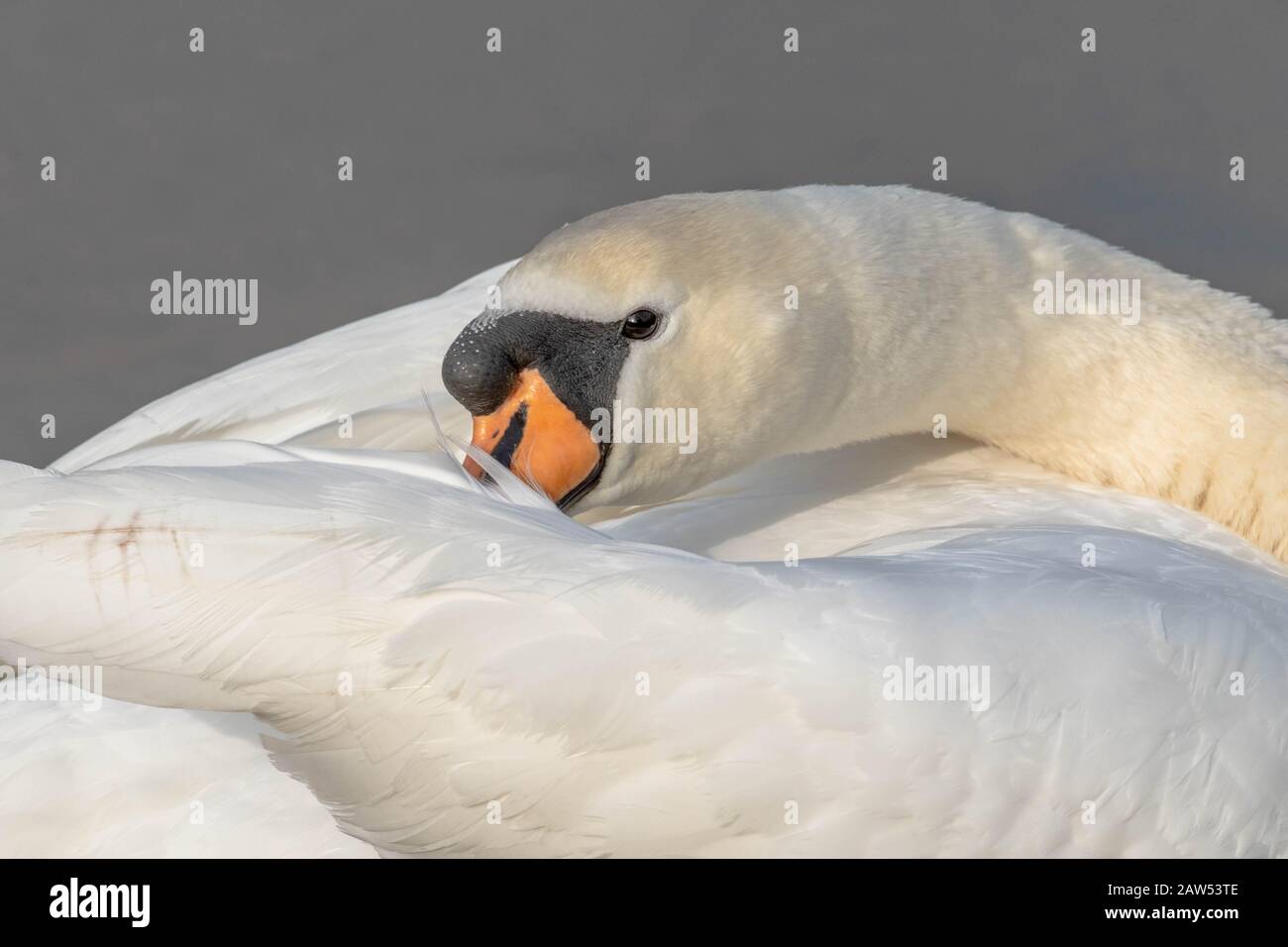 Swan neck hi-res stock photography and images - Alamy