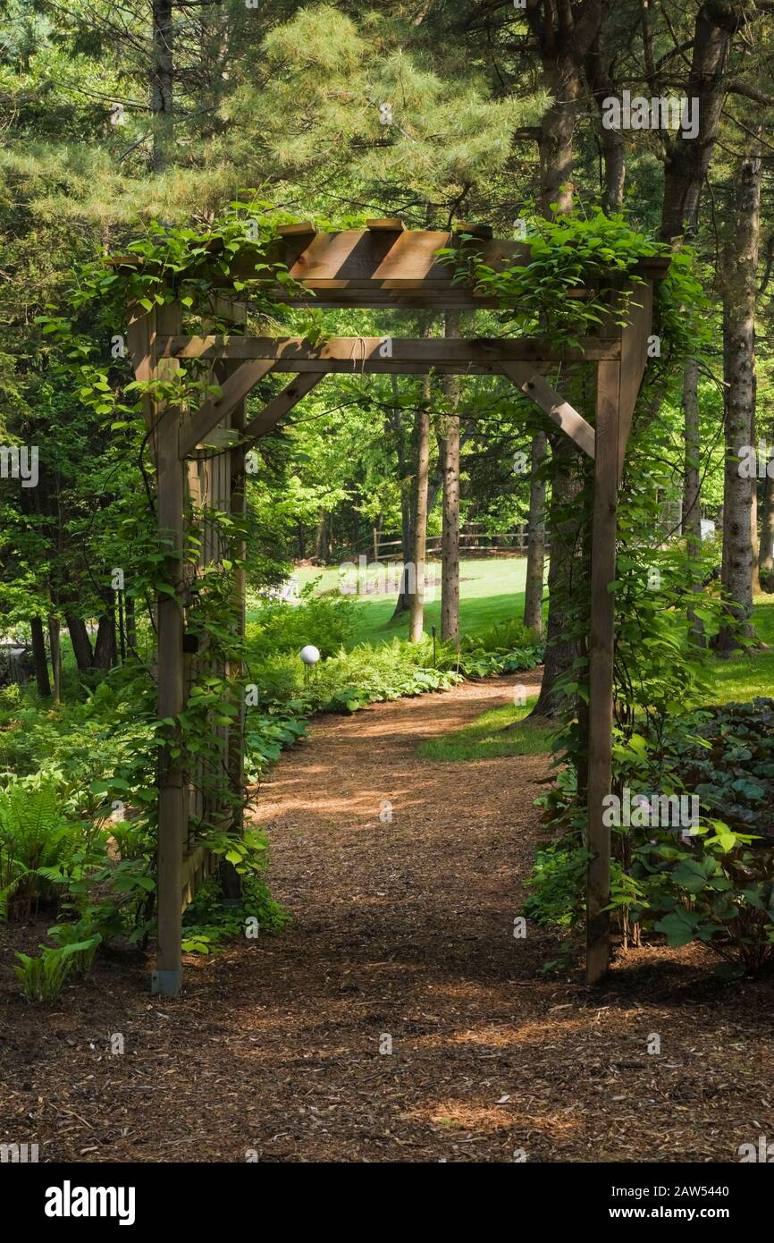 Mulch path through wooden arbour covered with climbing Vitis - Vines ...