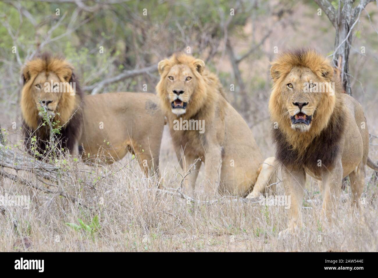 Lion Brotherhood High Resolution Stock Photography and Images - Alamy